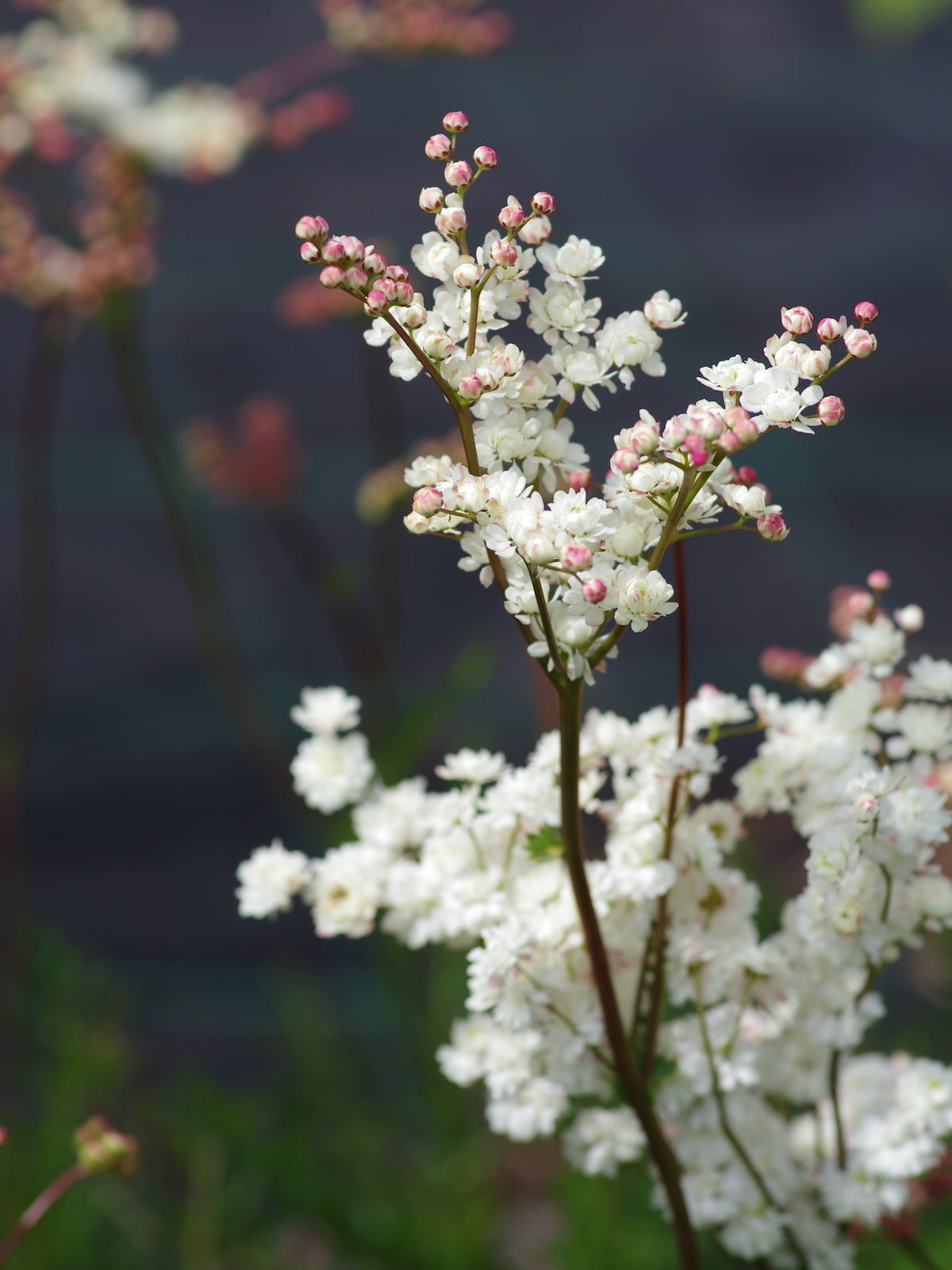 Filipendula store