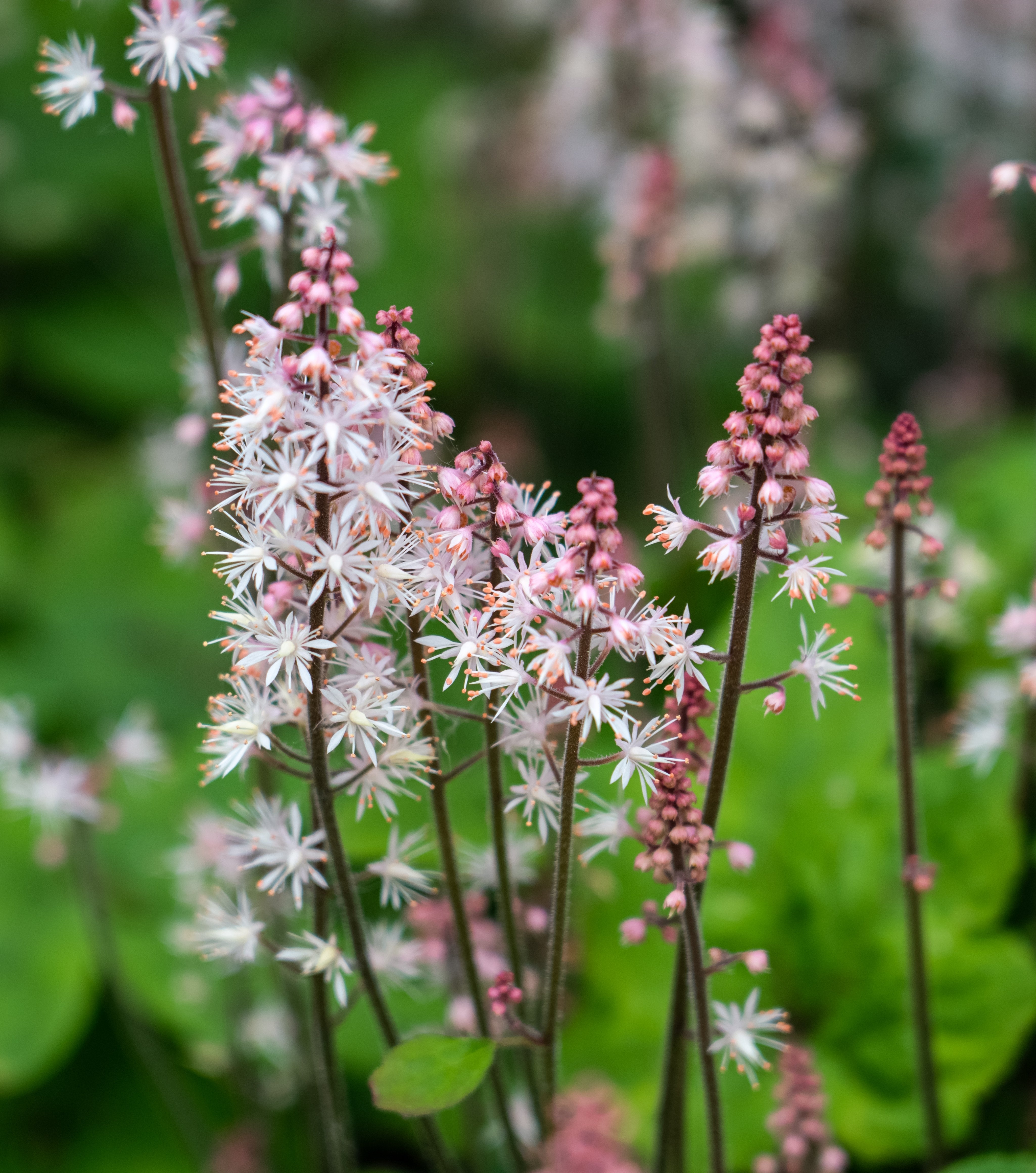 Tiarella spring symphony store