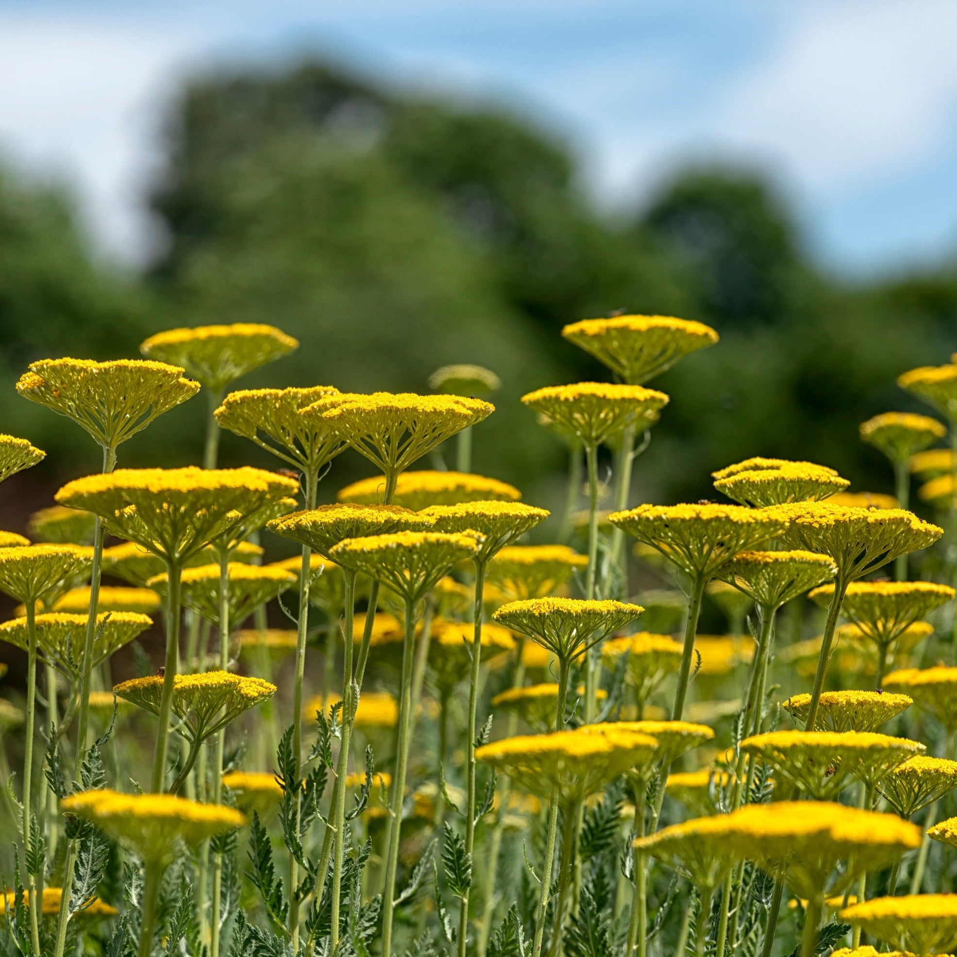 achillea gold