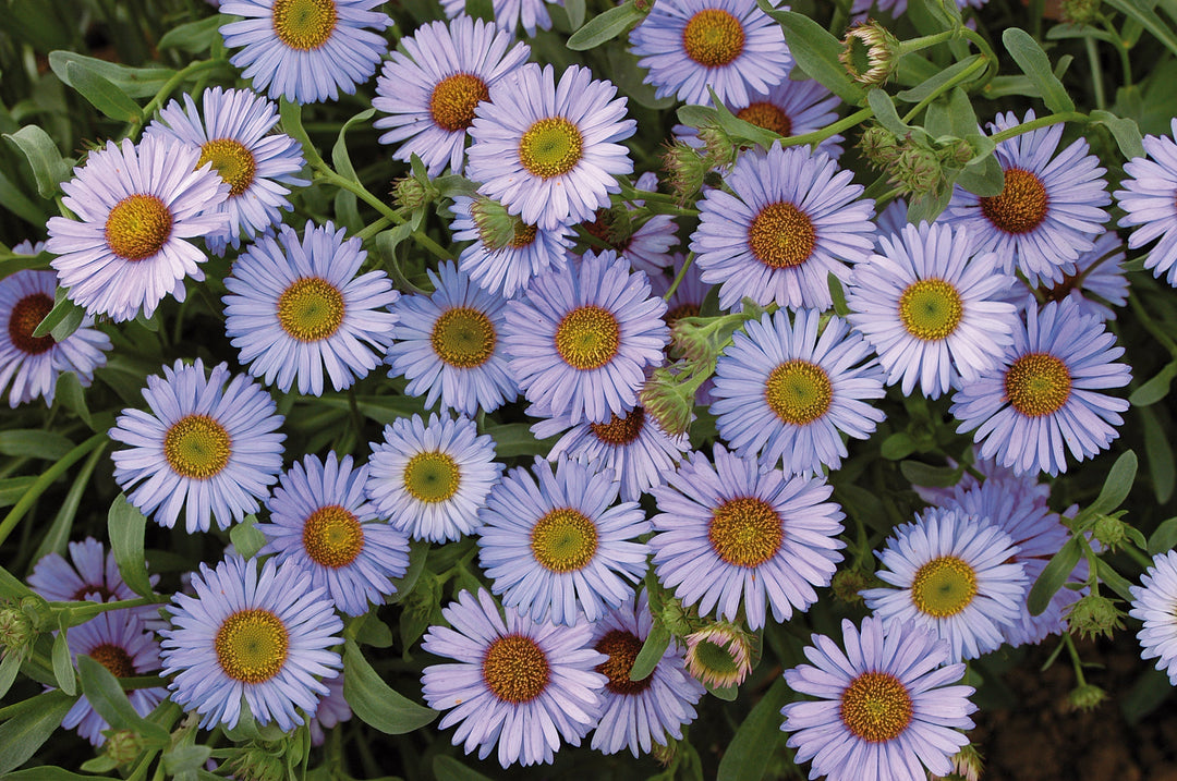 Growing Erigeron Wayne Roderick: A Gardener's Guide to This Stunning ...