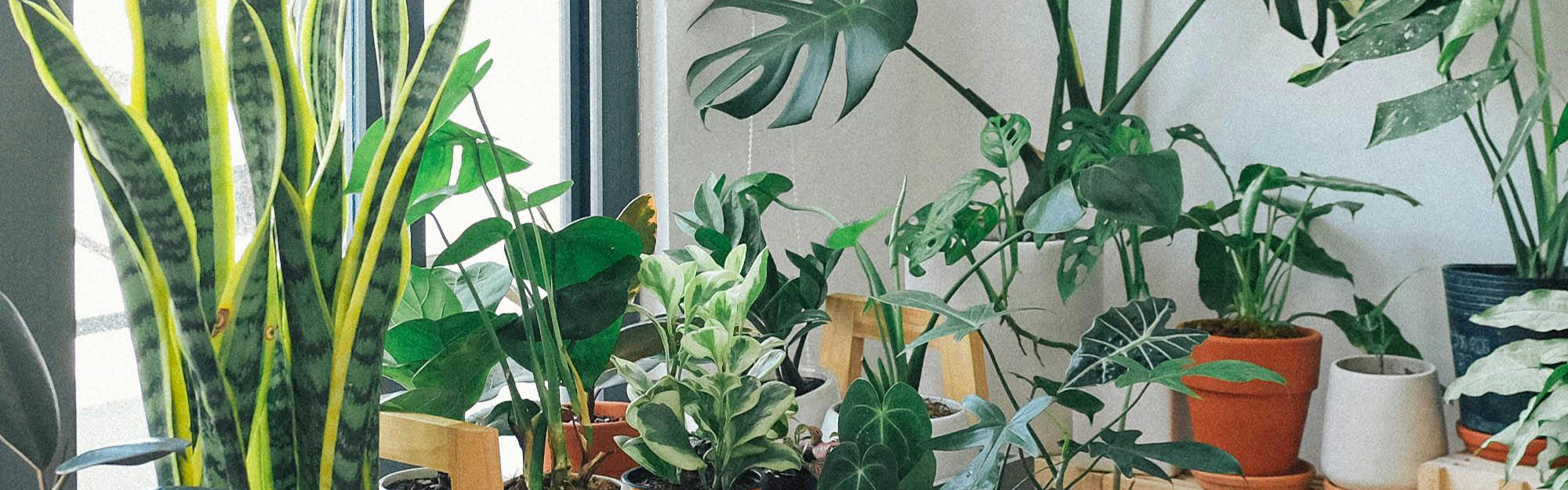 Houseplants for Every Home | Stylish Indoor Plants