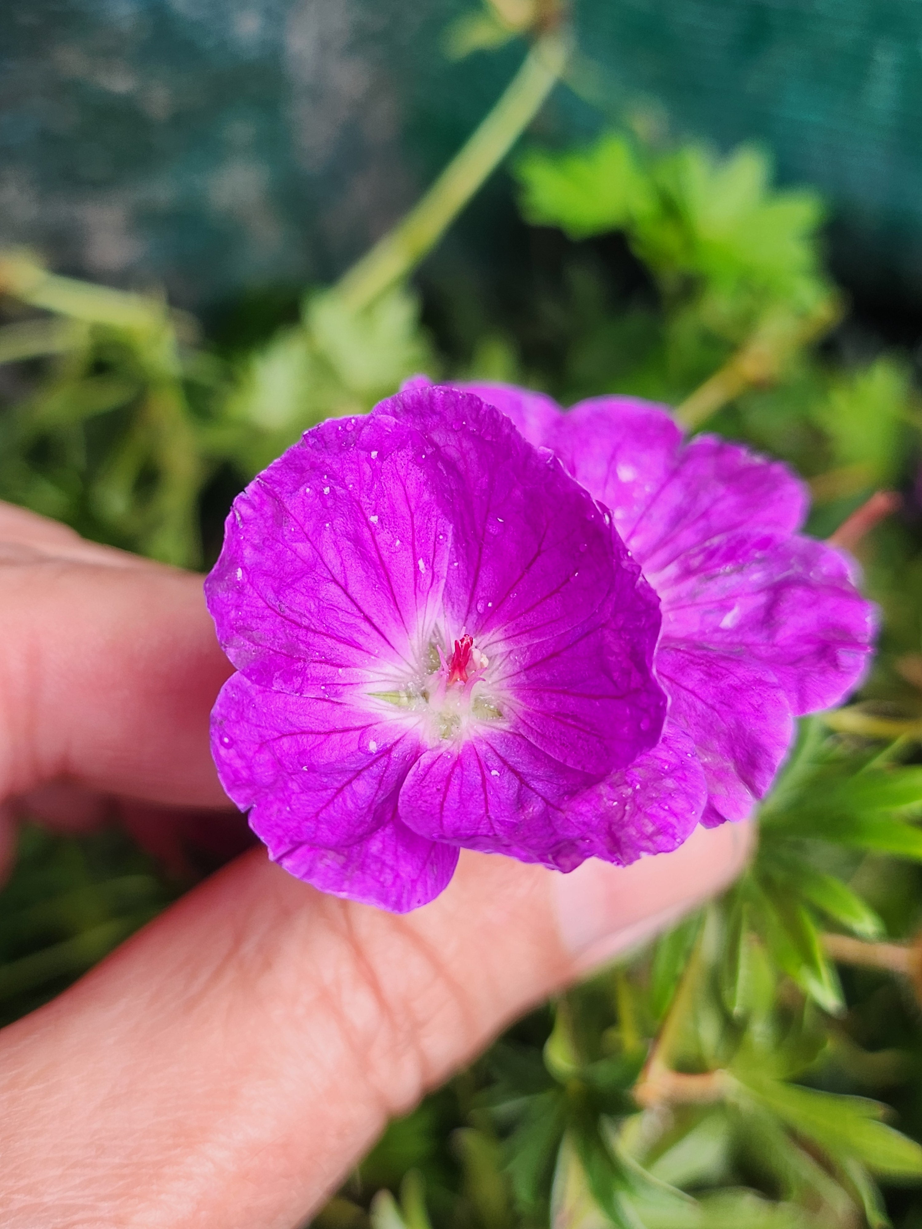 Geranium sanguineum 'Vision Violet' | John Cullen Gardens
