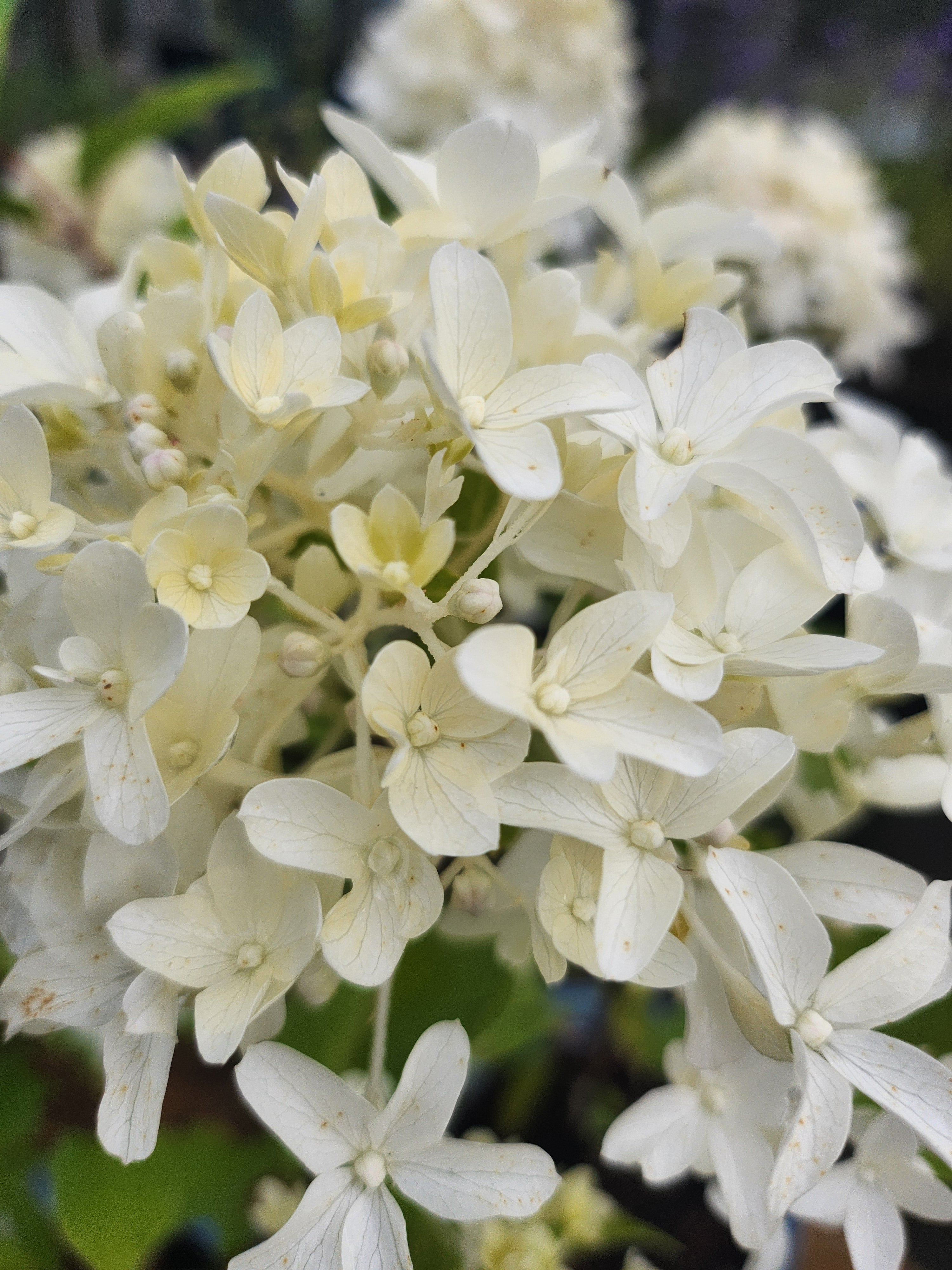 Hydrangea paniculata 'Little Fresco' (PBR) – John Cullen Gardens