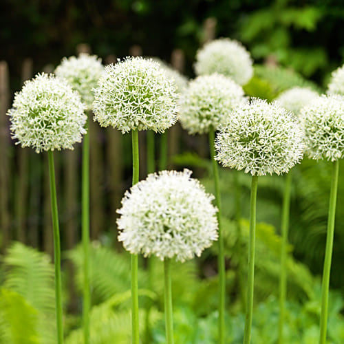 Allium hirtifolium v. album – John Cullen Gardens
