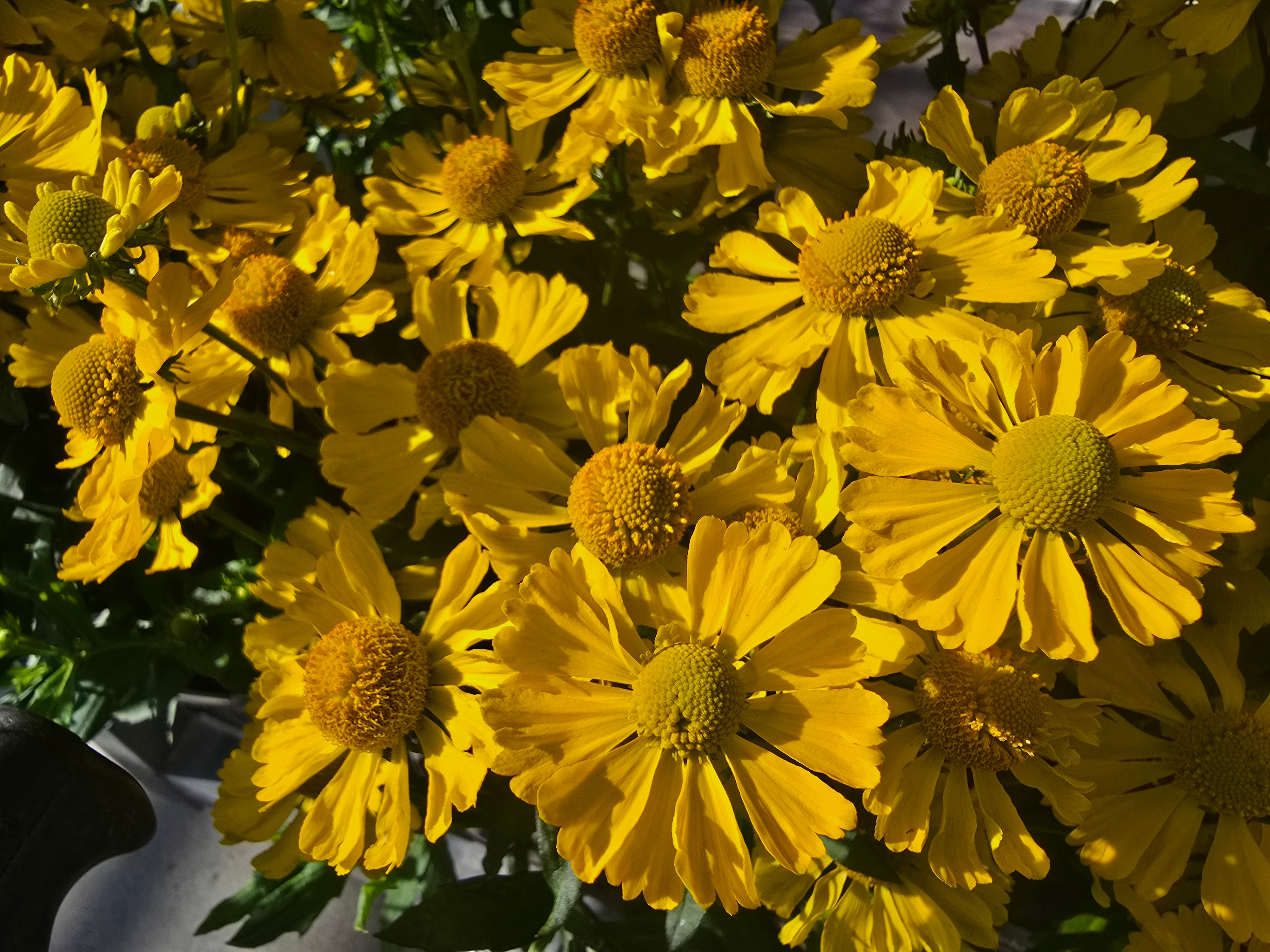 Helenium 'Lemon Sundae'