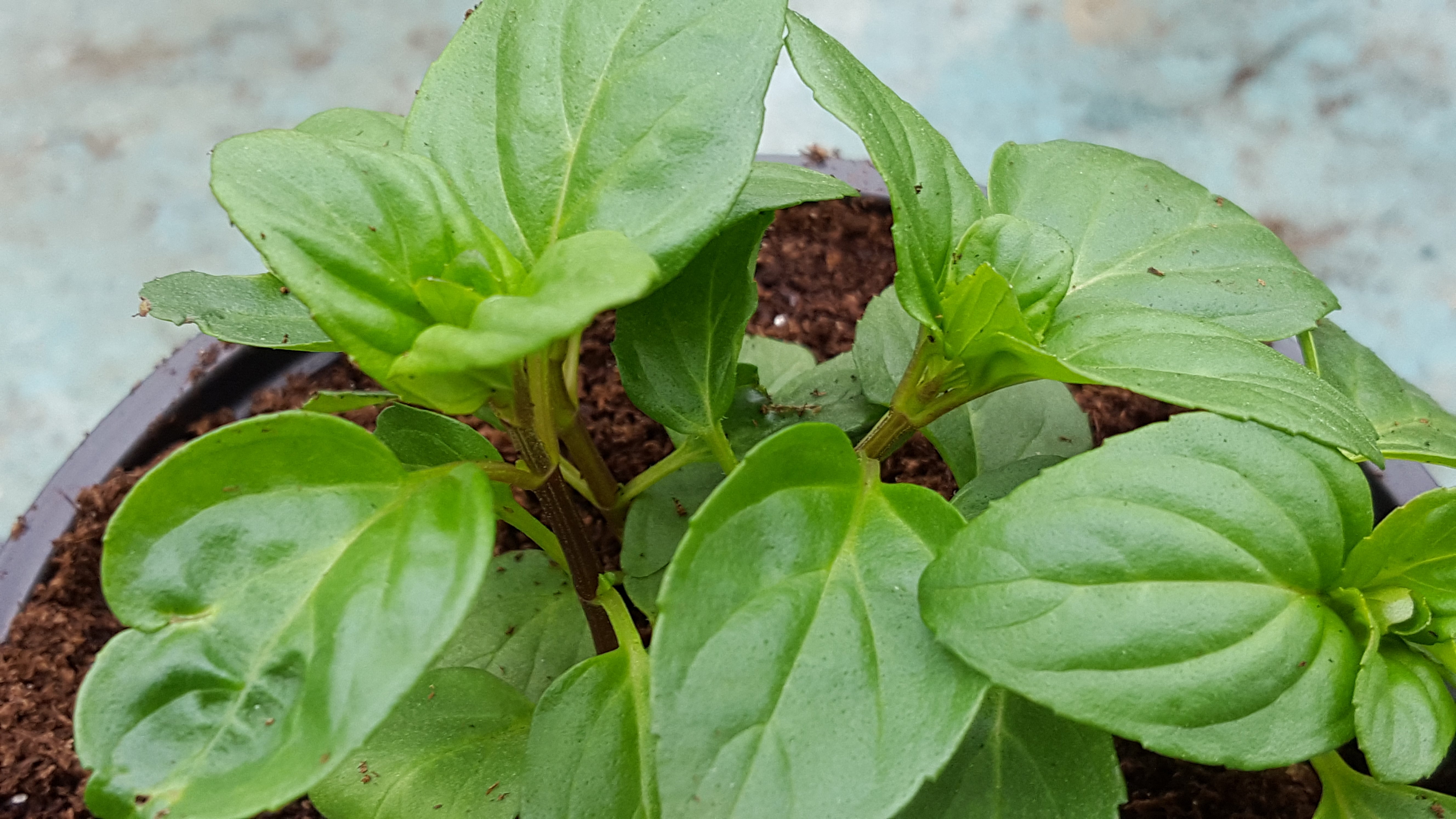 Mint Basil Dust