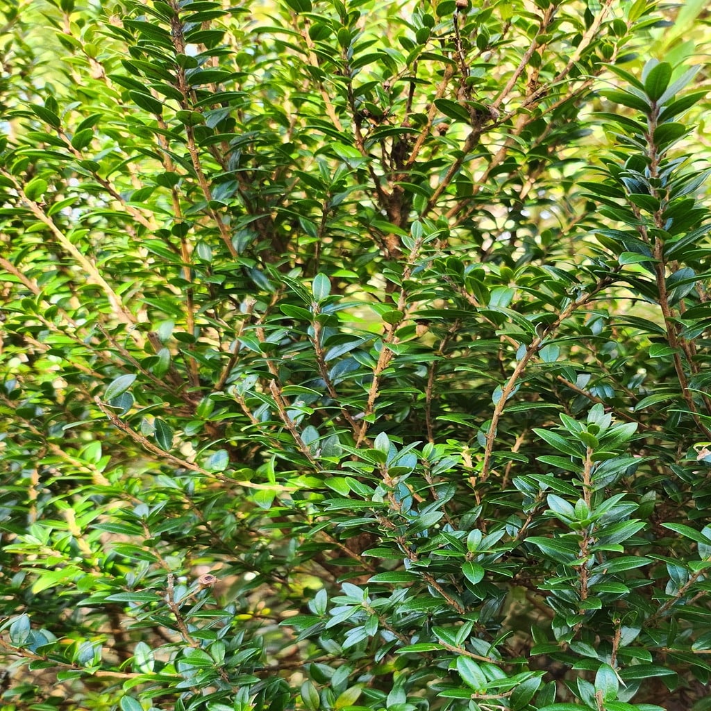 Myrtle – John Cullen Gardens