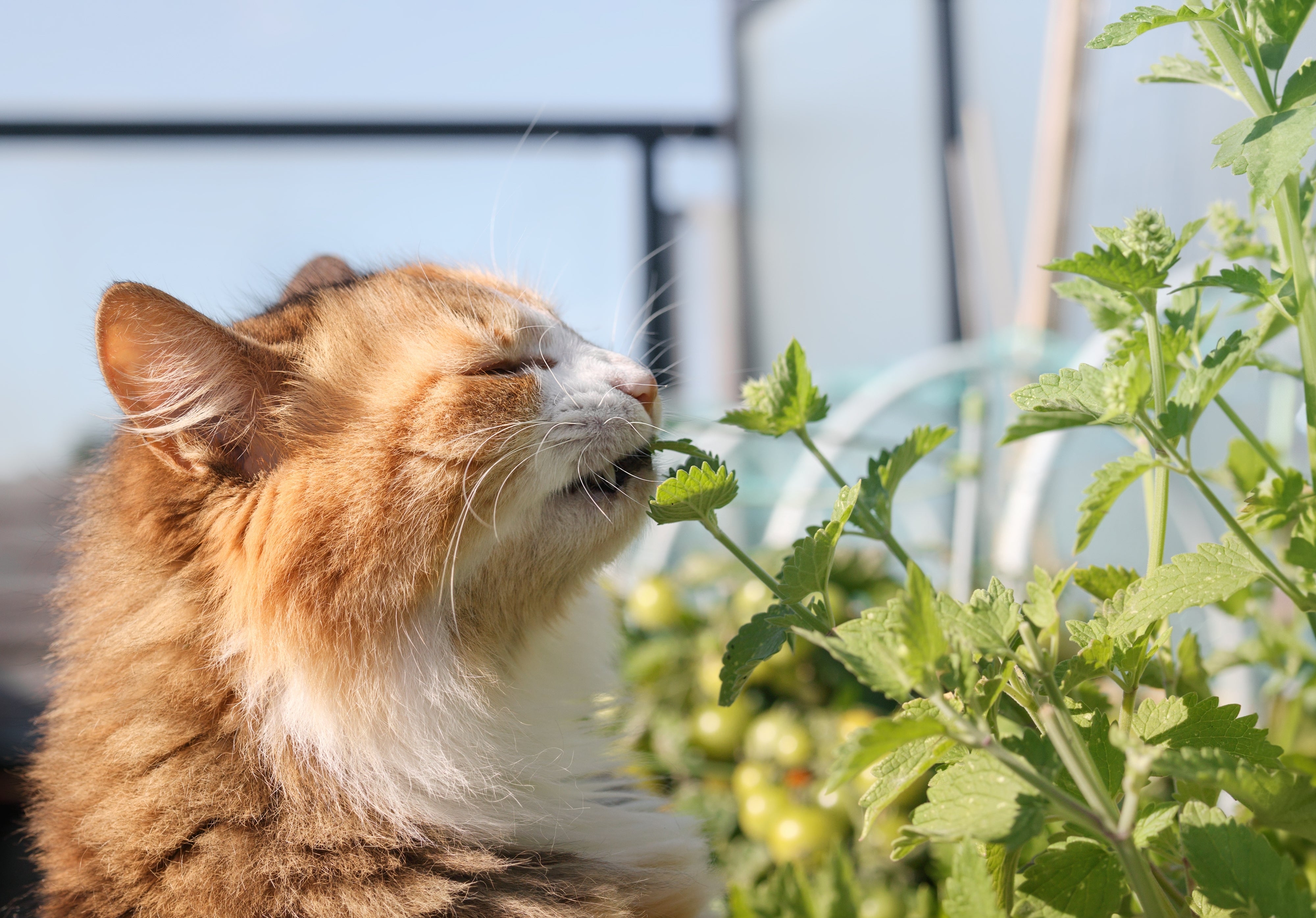 Catnip | John Cullen Gardens