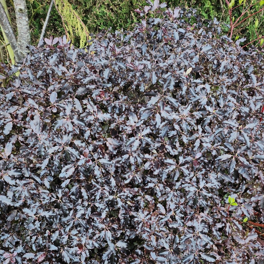 Pittosporum tenuifolium 'Tom Thumb' | John Cullen Gardens