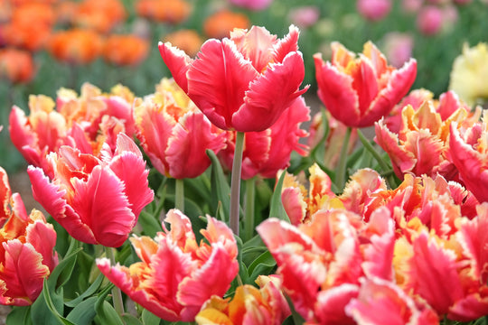 Tulip 'Dee Jay' - 15 Bulbs | John Cullen Gardens