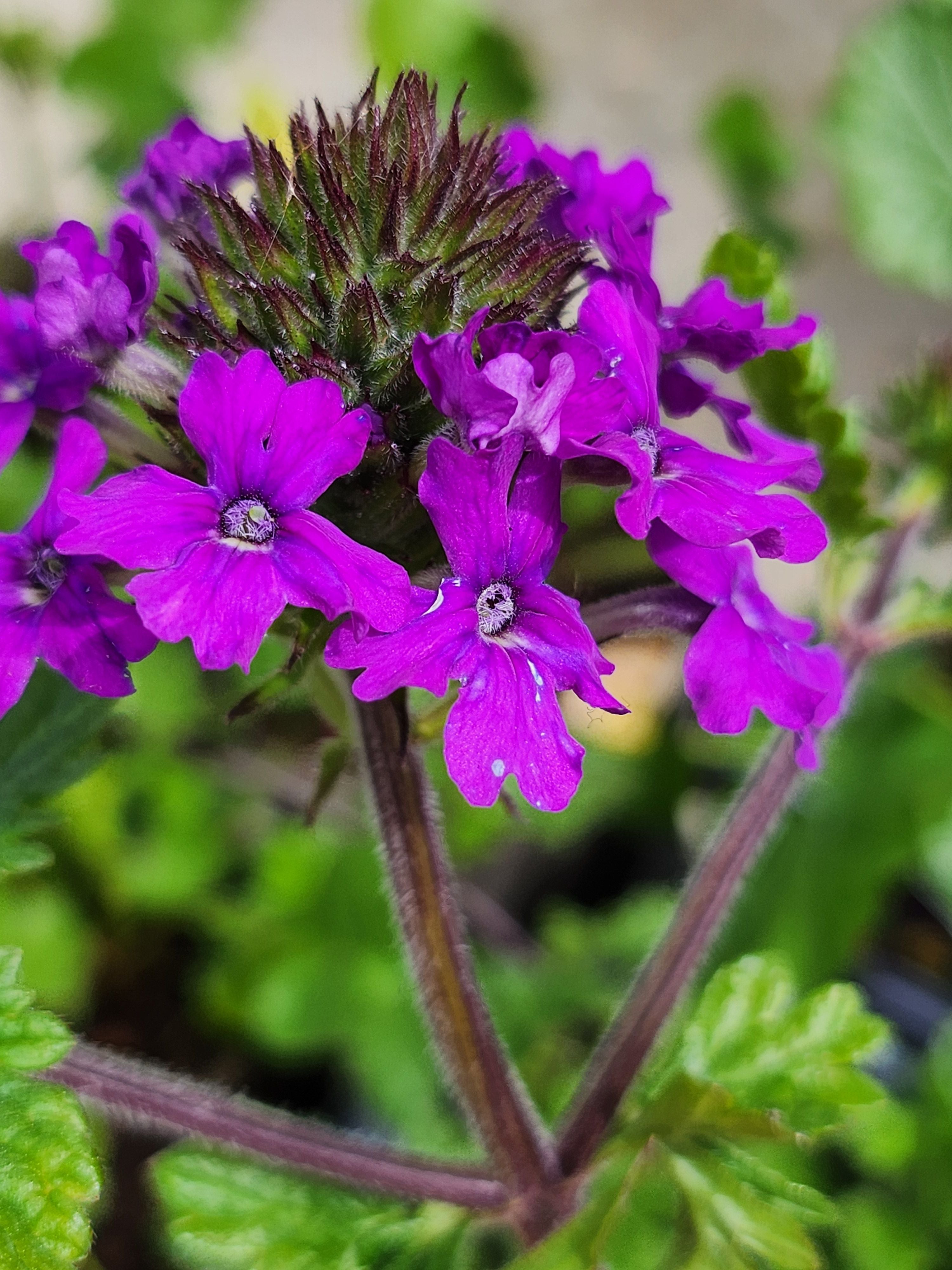 Verbena 'Homestead Purple'