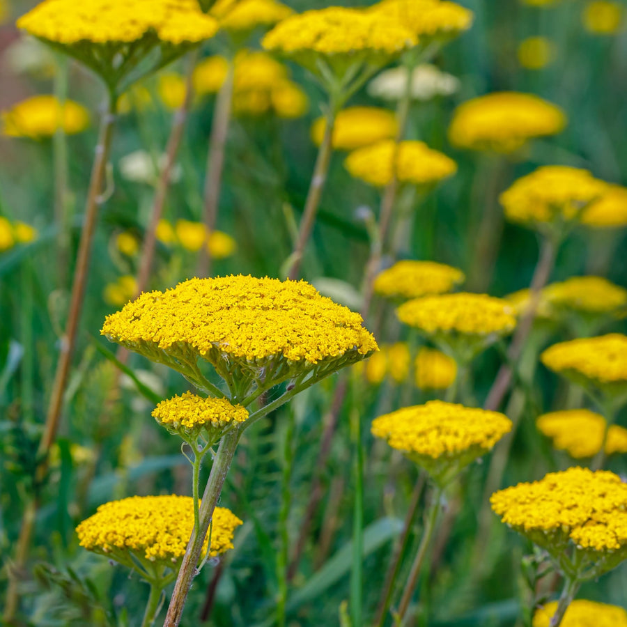 Achillea filipendulina 'Gold Plate' | John Cullen Gardens