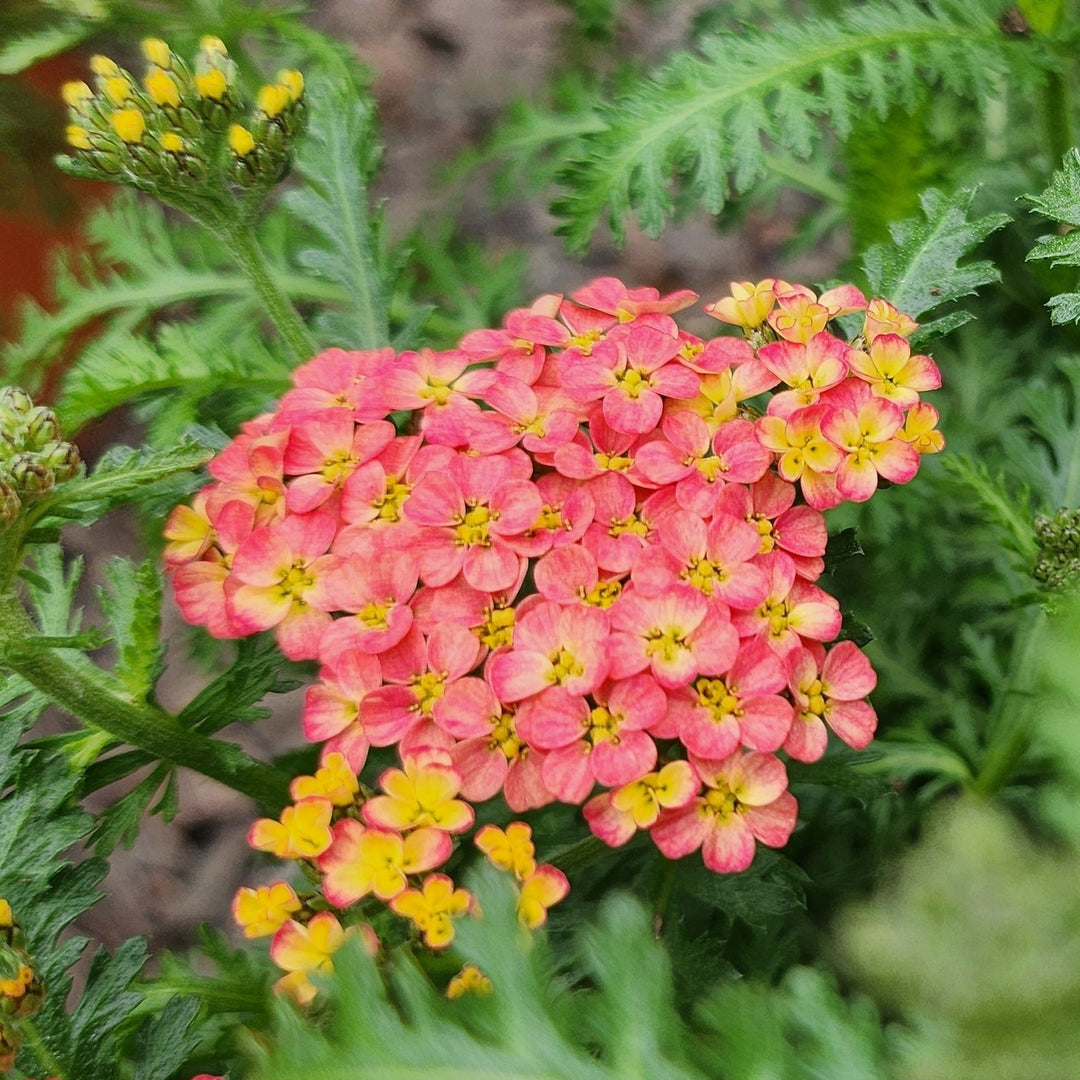 Achillea millefolium 'Milly Rock Red' – John Cullen Gardens