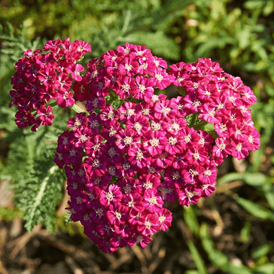 Achillea millefolium 'Ritzy Rose' - Coming soon! | John Cullen Gardens