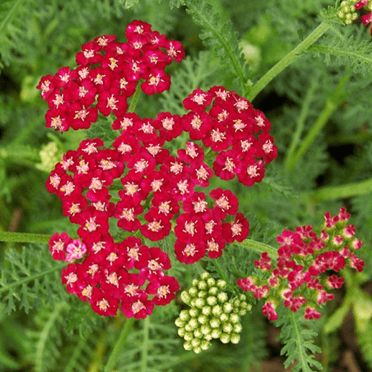 Achillea millefolium 'Ritzy Ruby' – John Cullen Gardens