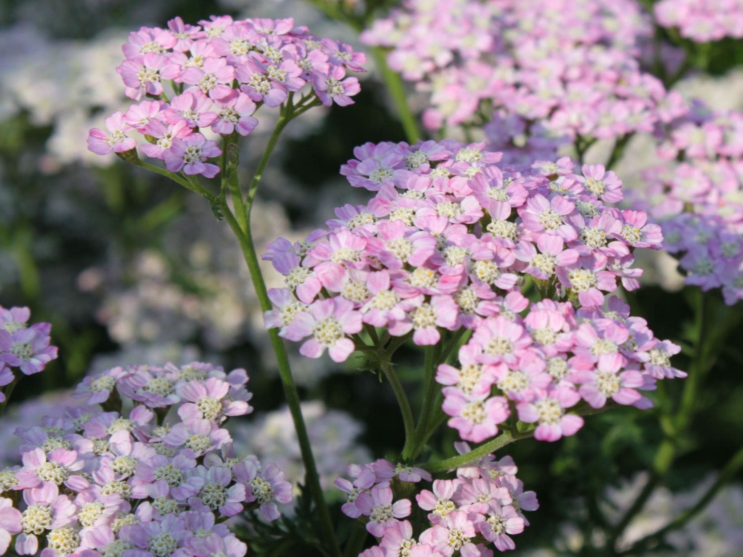 Achillea millefolium 'Wonderful Wampee' | John Cullen Gardens