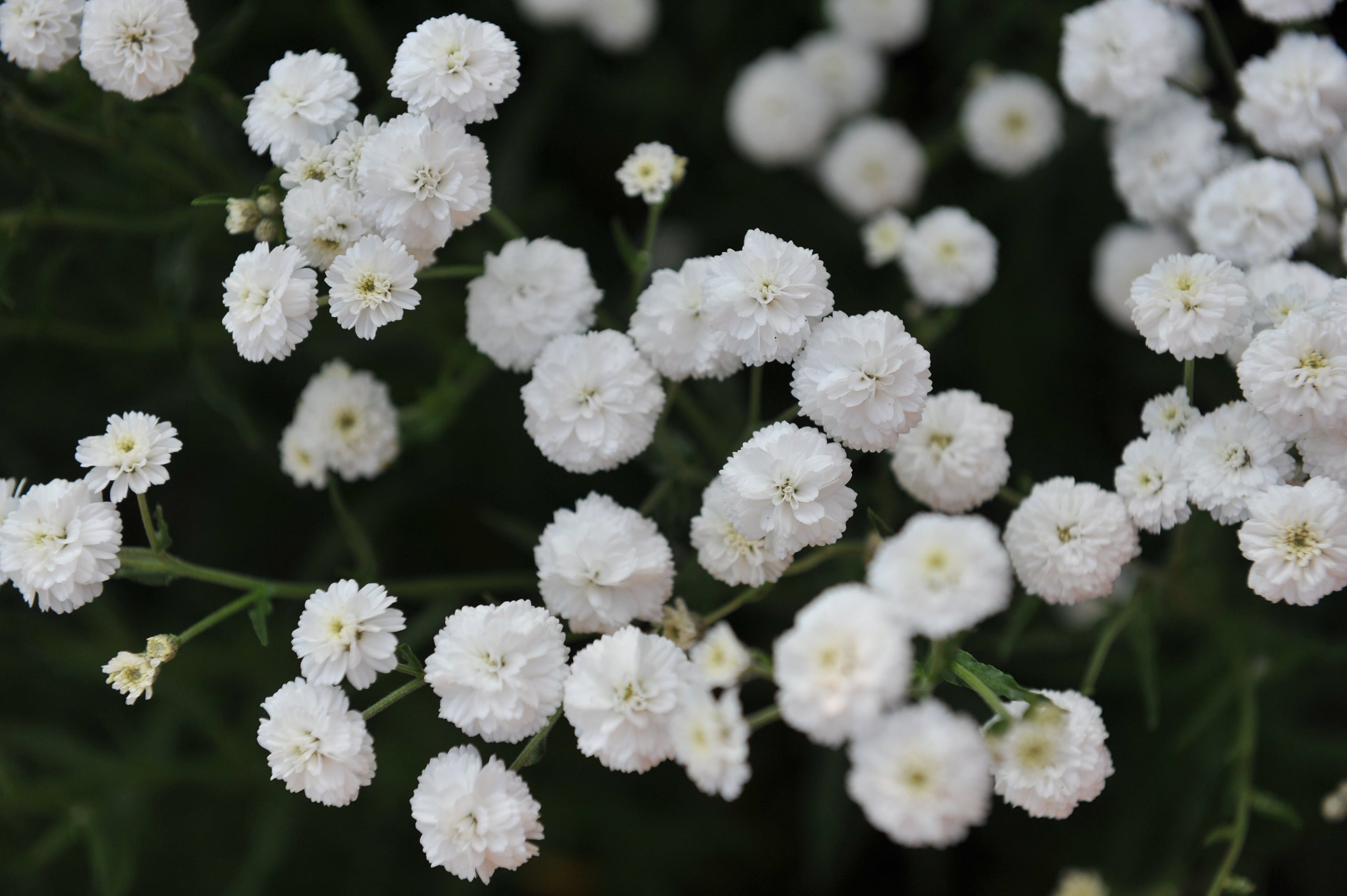 Achillea ptarmica 'Perry's White' | John Cullen Gardens