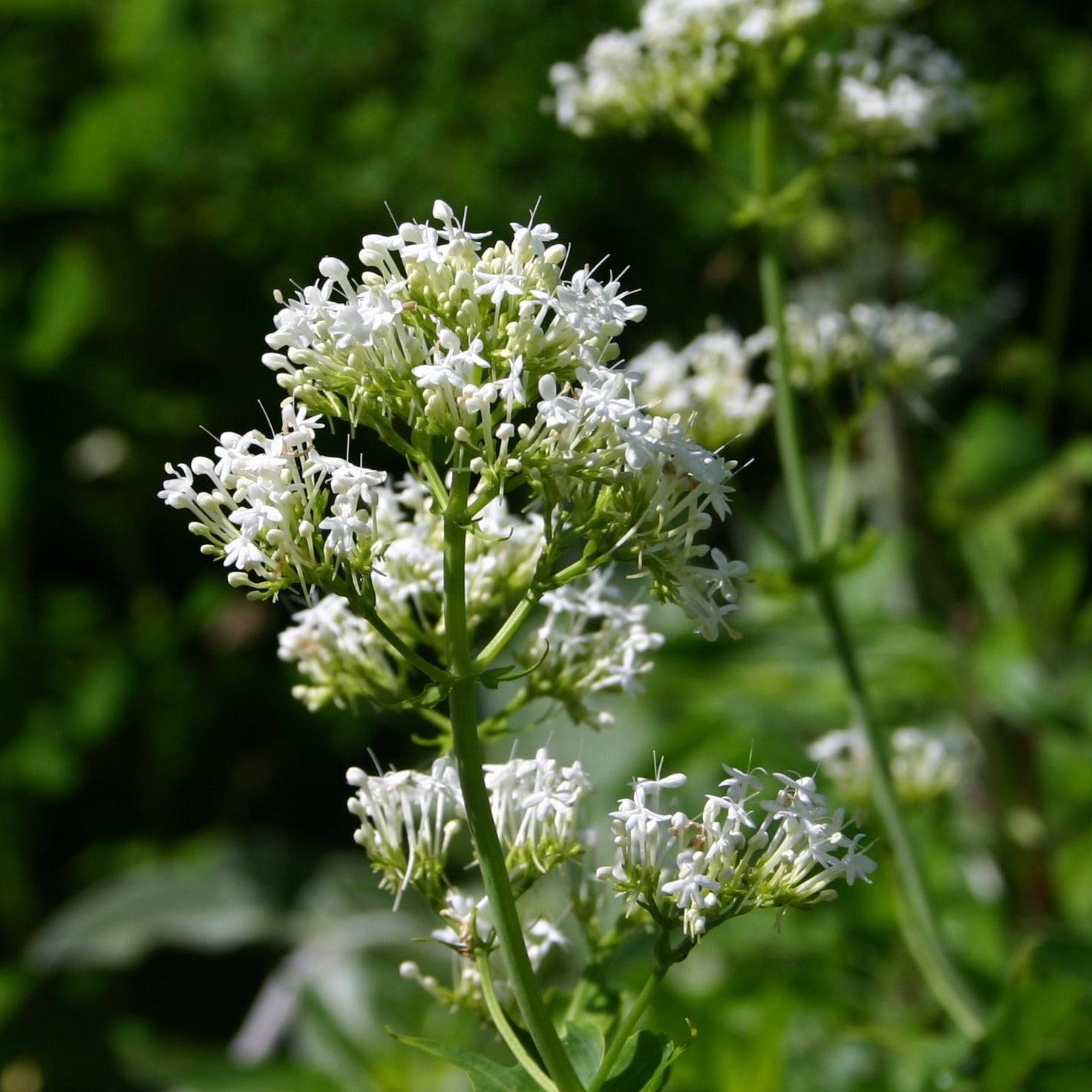 Centranthus ruber Albus | John Cullen Gardens