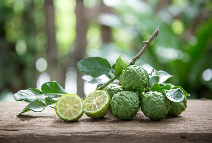 Citrus hystrix (Kaffir Lime) - Standard | John Cullen Gardens