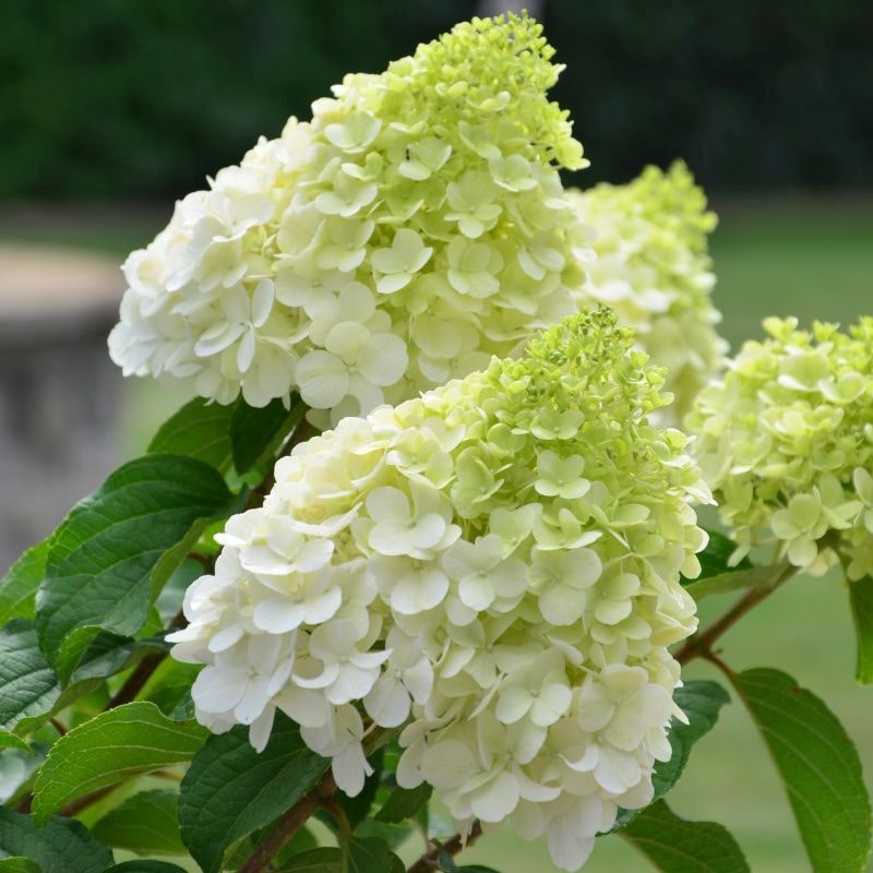 Hydrangea paniculata 'Polar Bear' – John Cullen Gardens