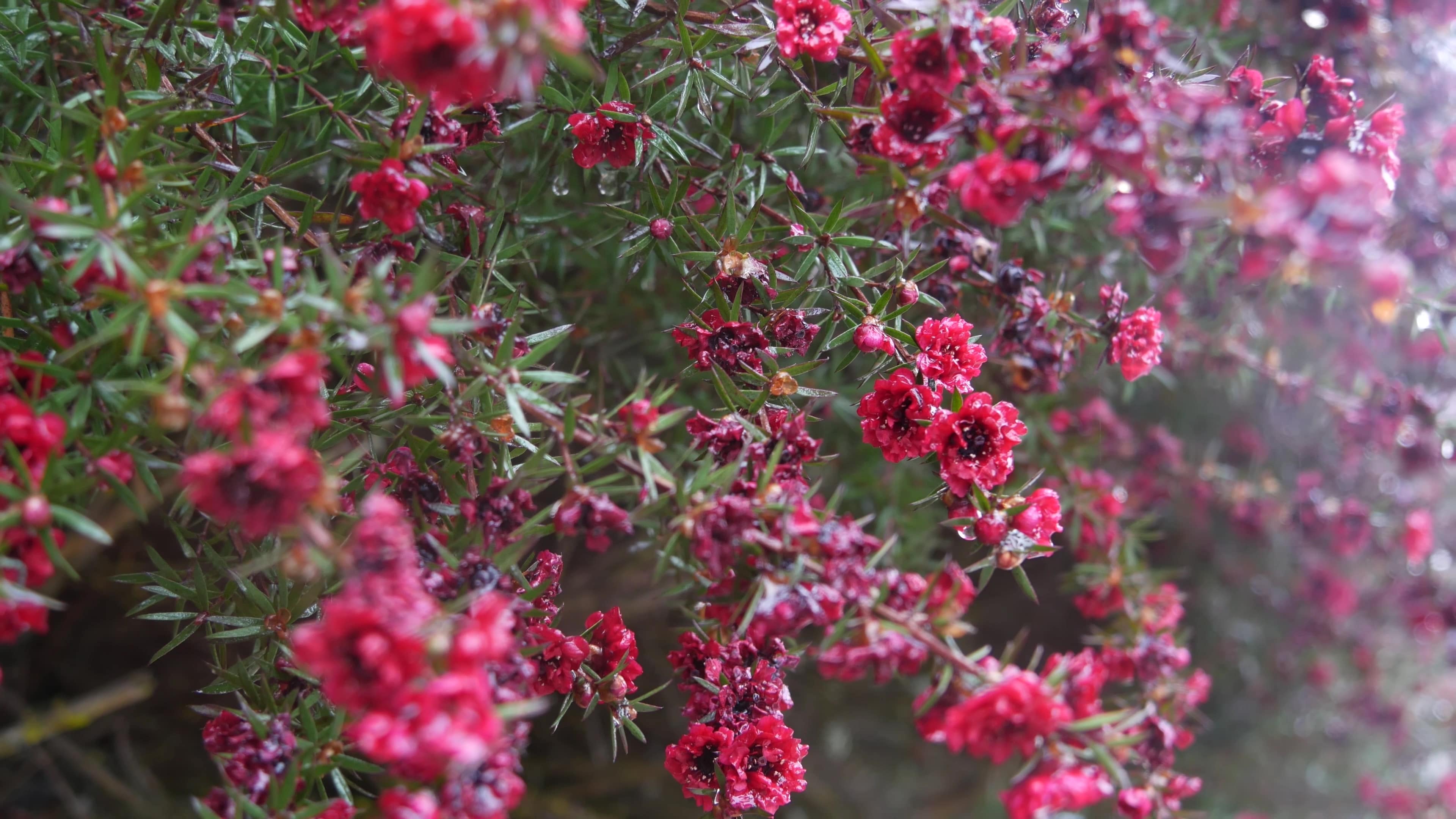 Leptospermum scoparium 'Red Damask' | John Cullen Gardens