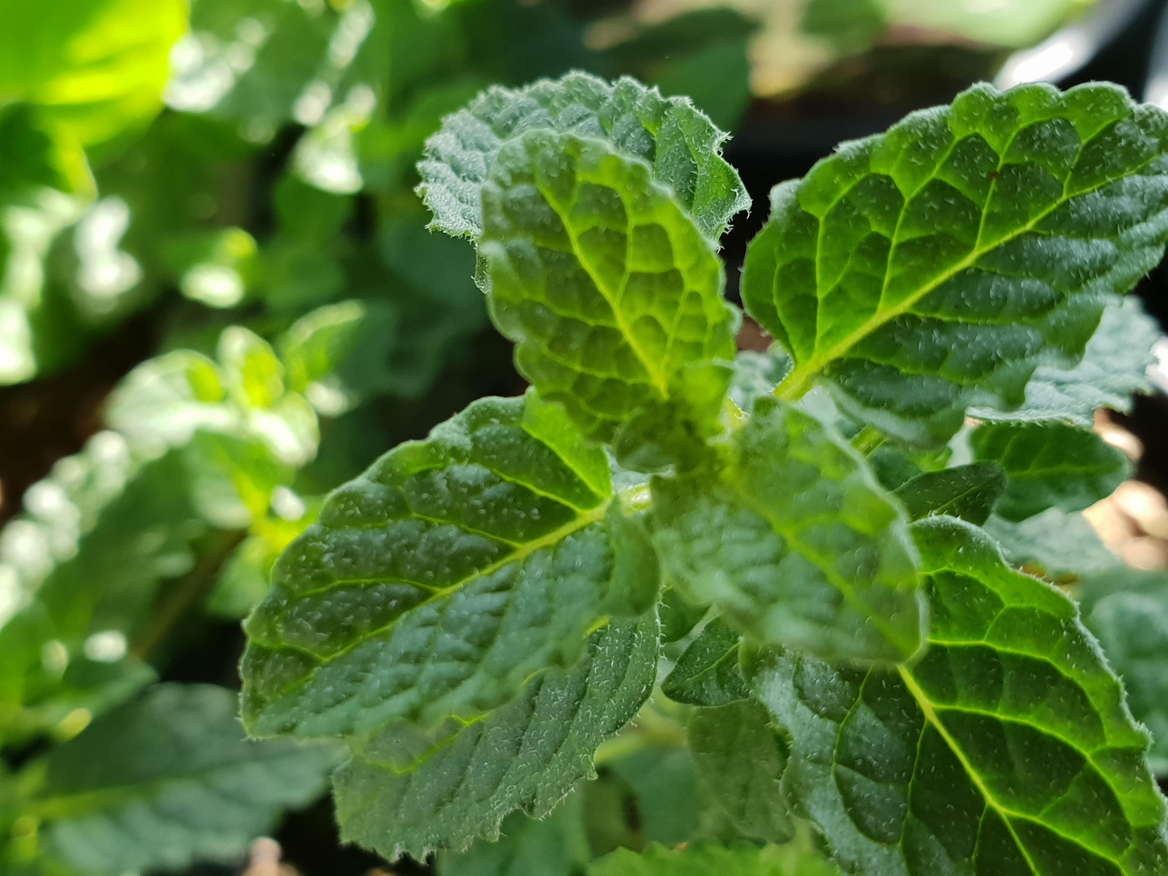 Mint Strawberry | John Cullen Gardens