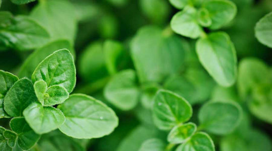 Oregano